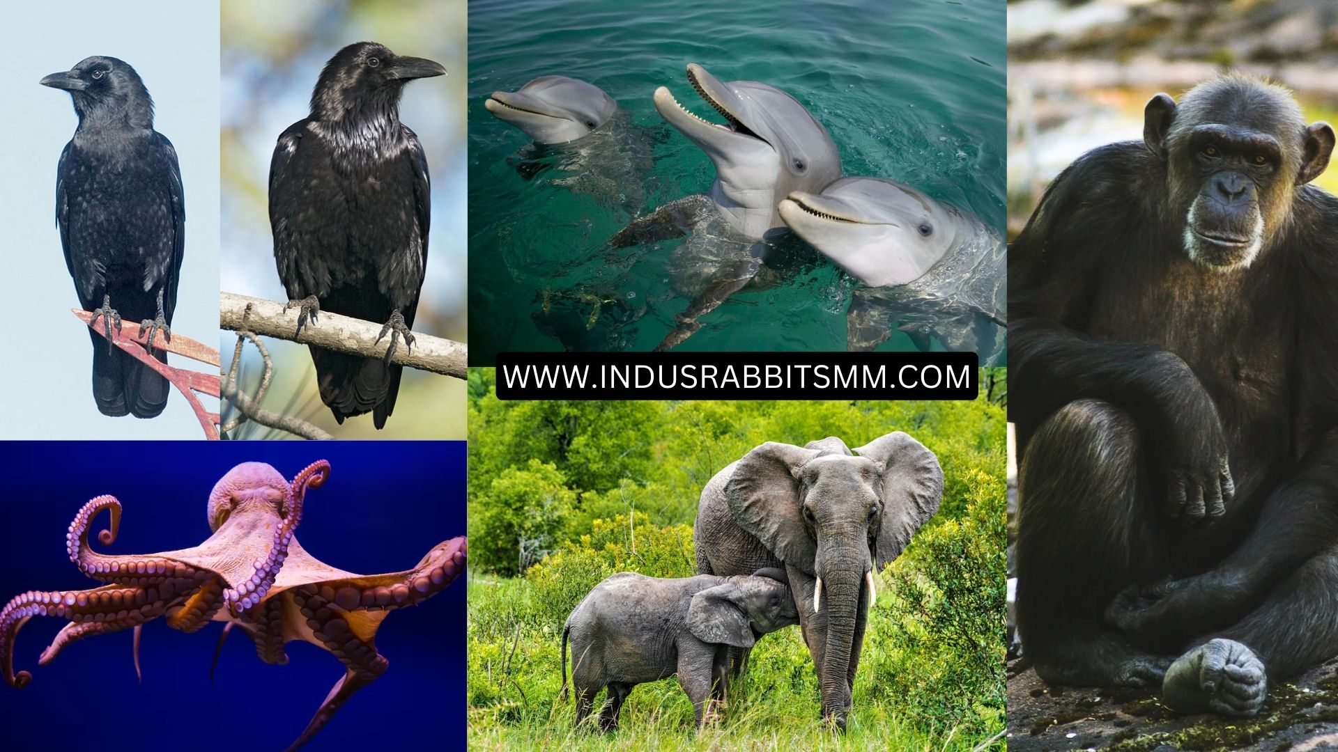 Most Intelligent Animals in the World, From Crows to Chimpanzees ...