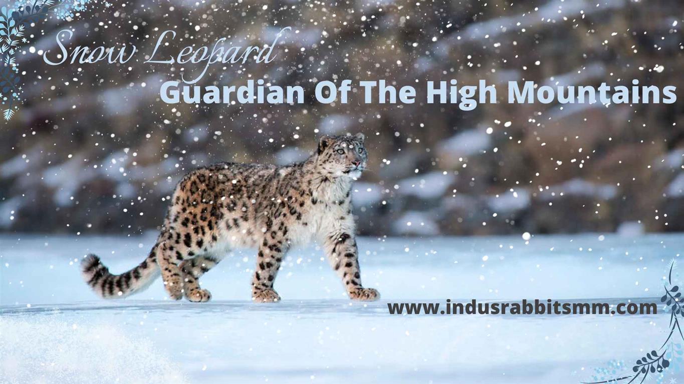 Snow Leopard: Guardian of the High Mountains - INDUSRABBITSMM