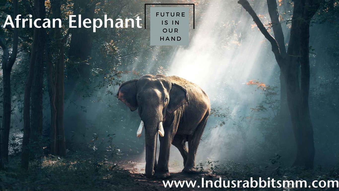 The African Elephant: Giants of the Savannah - INDUSRABBITSMM