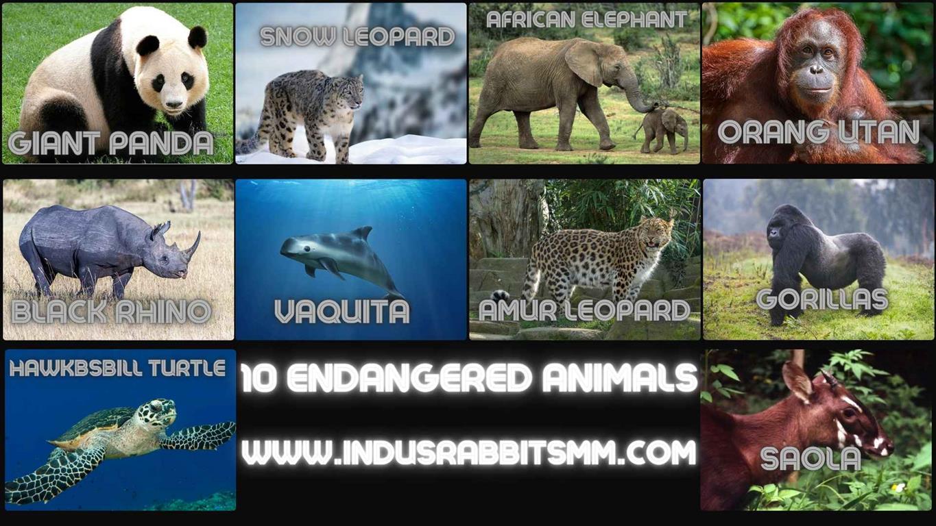 Endangered Animals: Top 10 That Need Our Protection - INDUSRABBITSMM