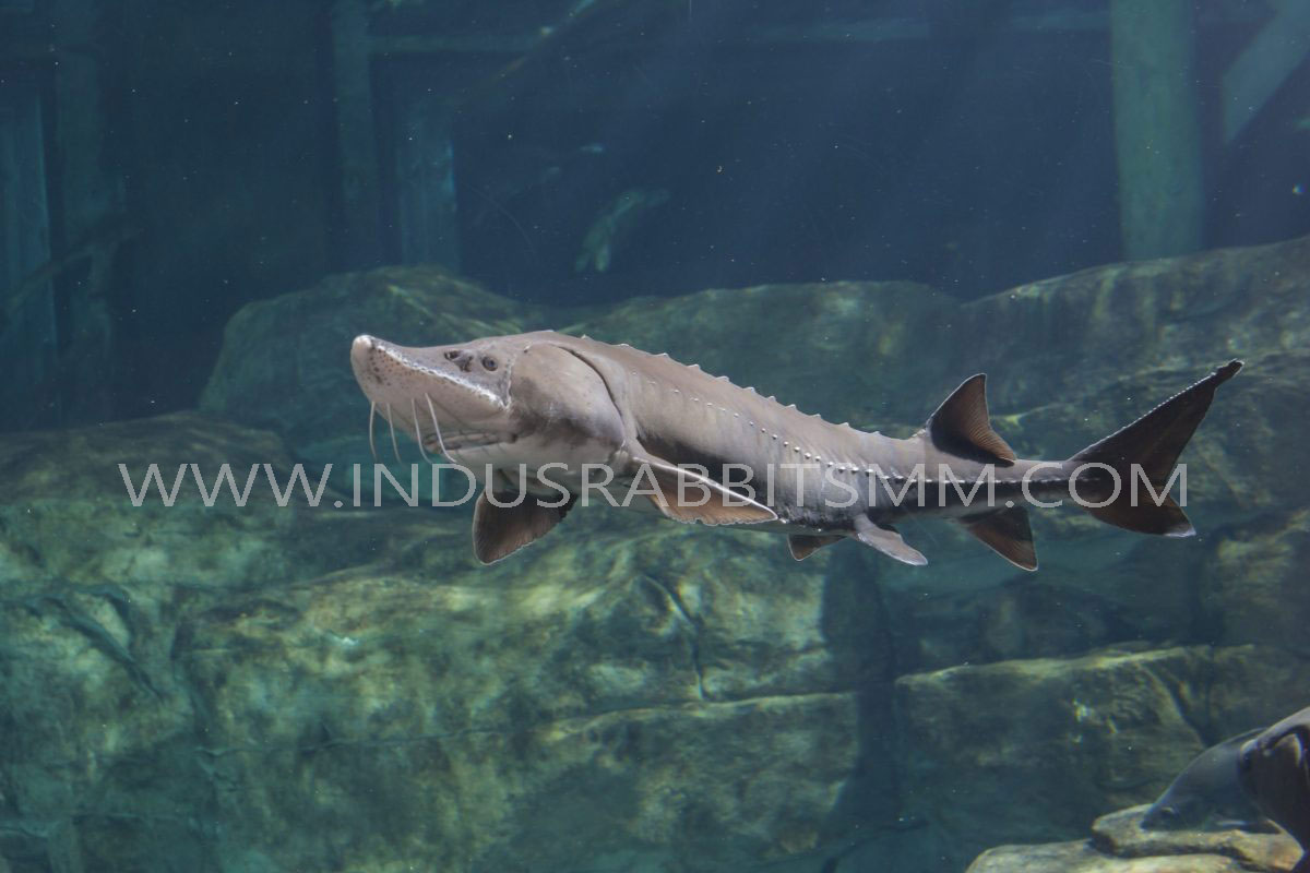 History Sturgeon Fish: Rare fish that has luxury - INDUSRABBITSMM