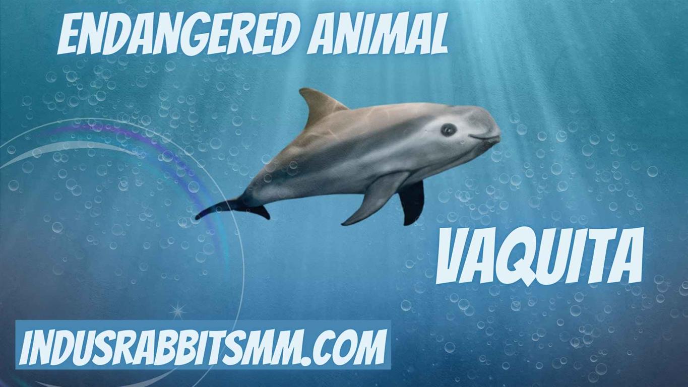 Vaquita: The Survival of the World’s Rarest Marine Mammal - INDUSRABBITSMM