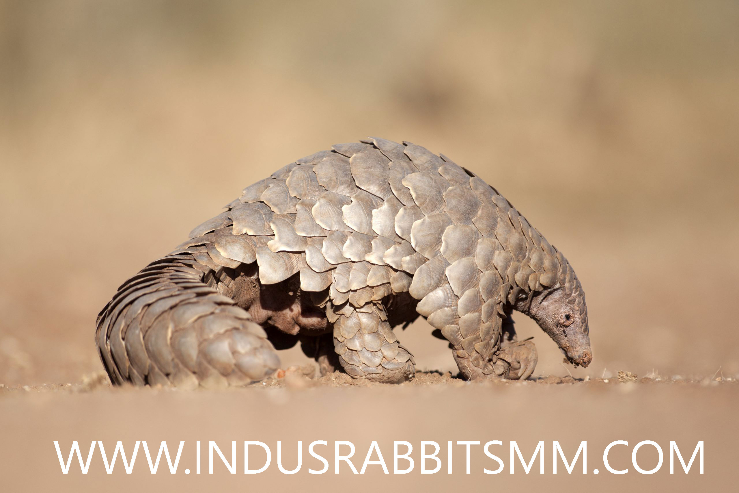 Pangolin Animal: A Master of Adaptation and Survivalns - INDUSRABBITSMM