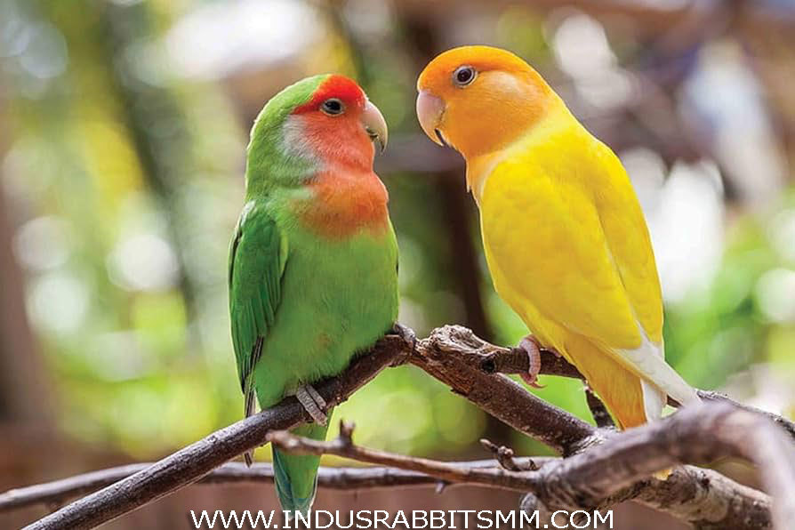 Lovebirds: Colorful Companions of the Avian World - INDUSRABBITSMM