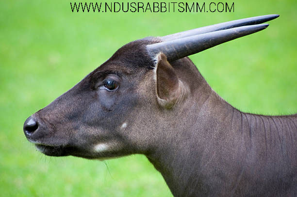 Endangered Animals Anoa: Amall version of buffalo - INDUSRABBITSMM