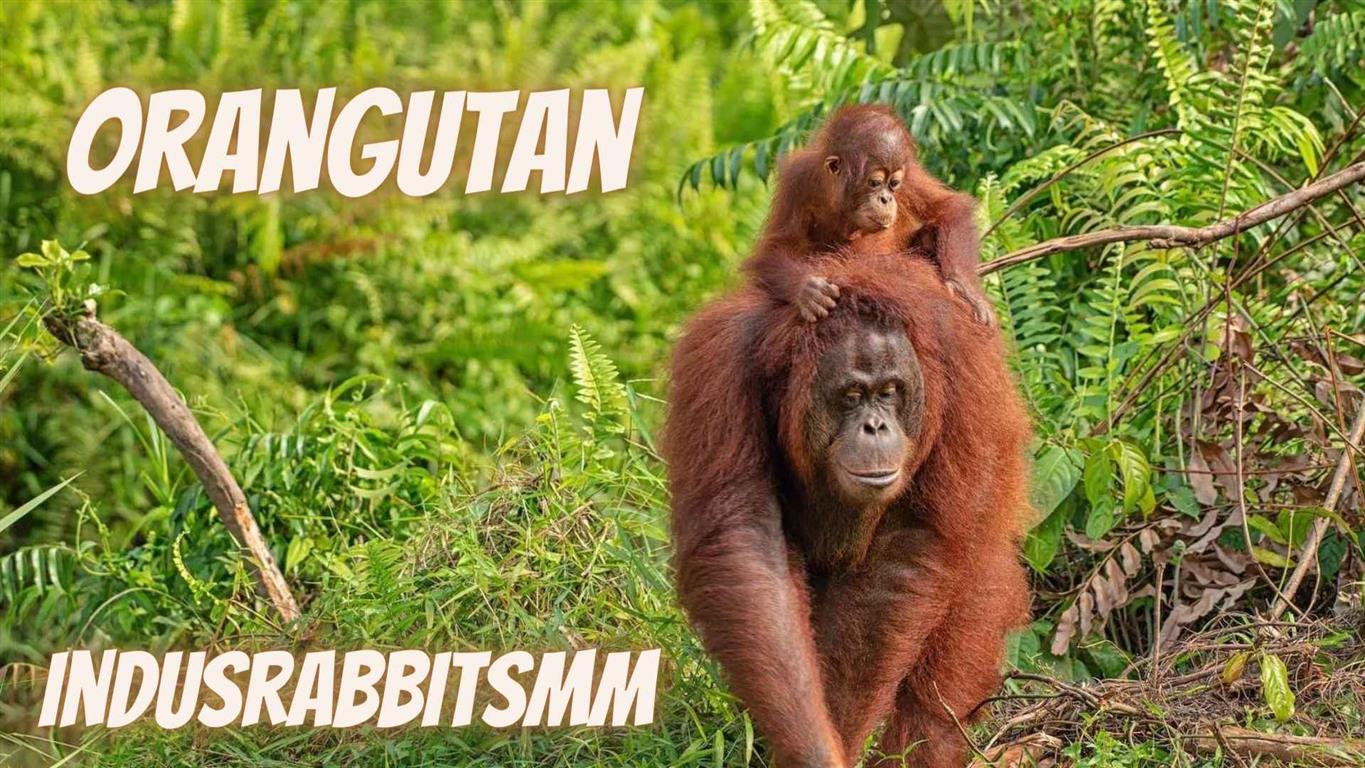 Orangutan: Navigating the Path of Endangered Existence - INDUSRABBITSMM