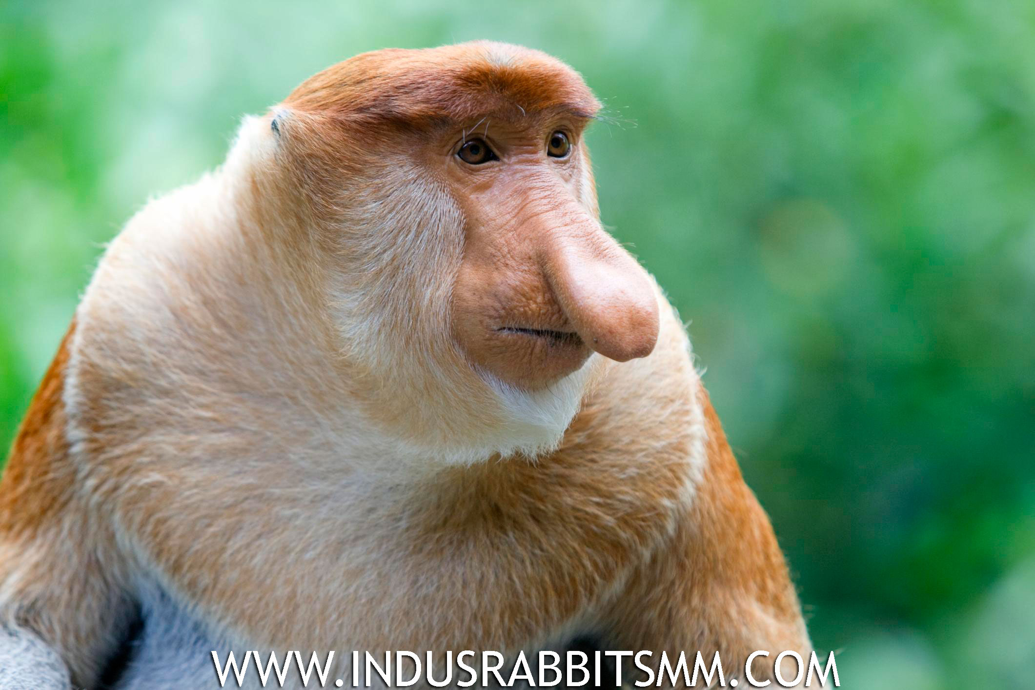 The Proboscis Monkey: A Fascinating Primate of Borneo - INDUSRABBITSMM