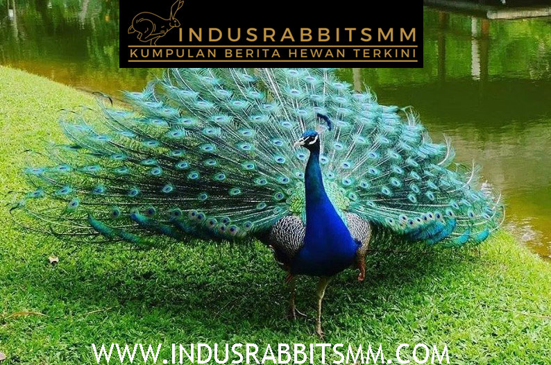 Endangered Peacock: A Rare and Majestic Creature - INDUSRABBITSMM