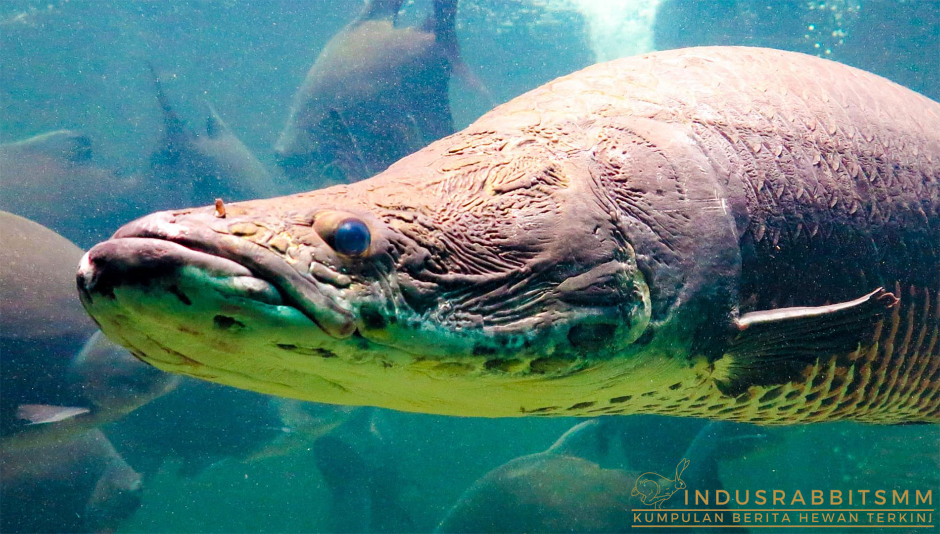 The Majestic Arapaima: World’s Largest Freshwater Fish