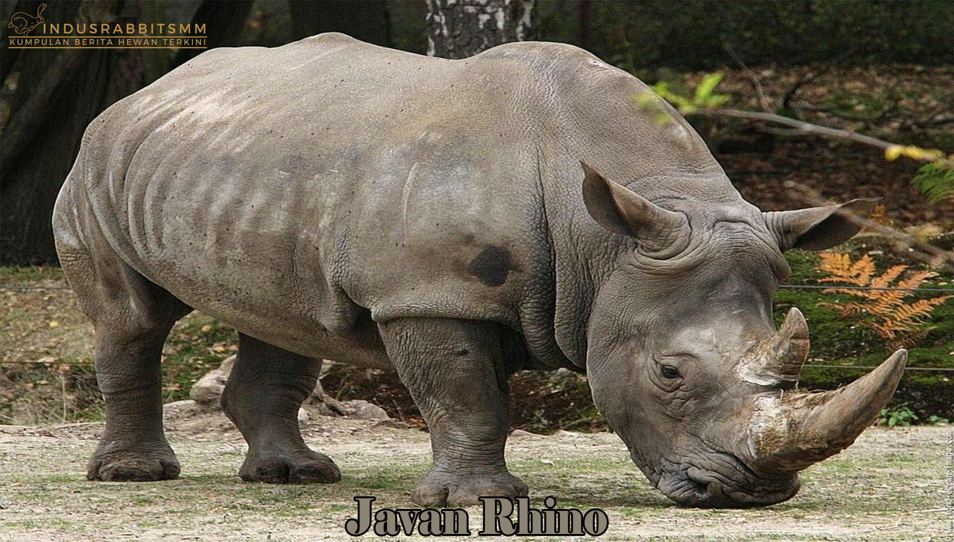 The Javan Rhino: A Rare Gem from Indonesia