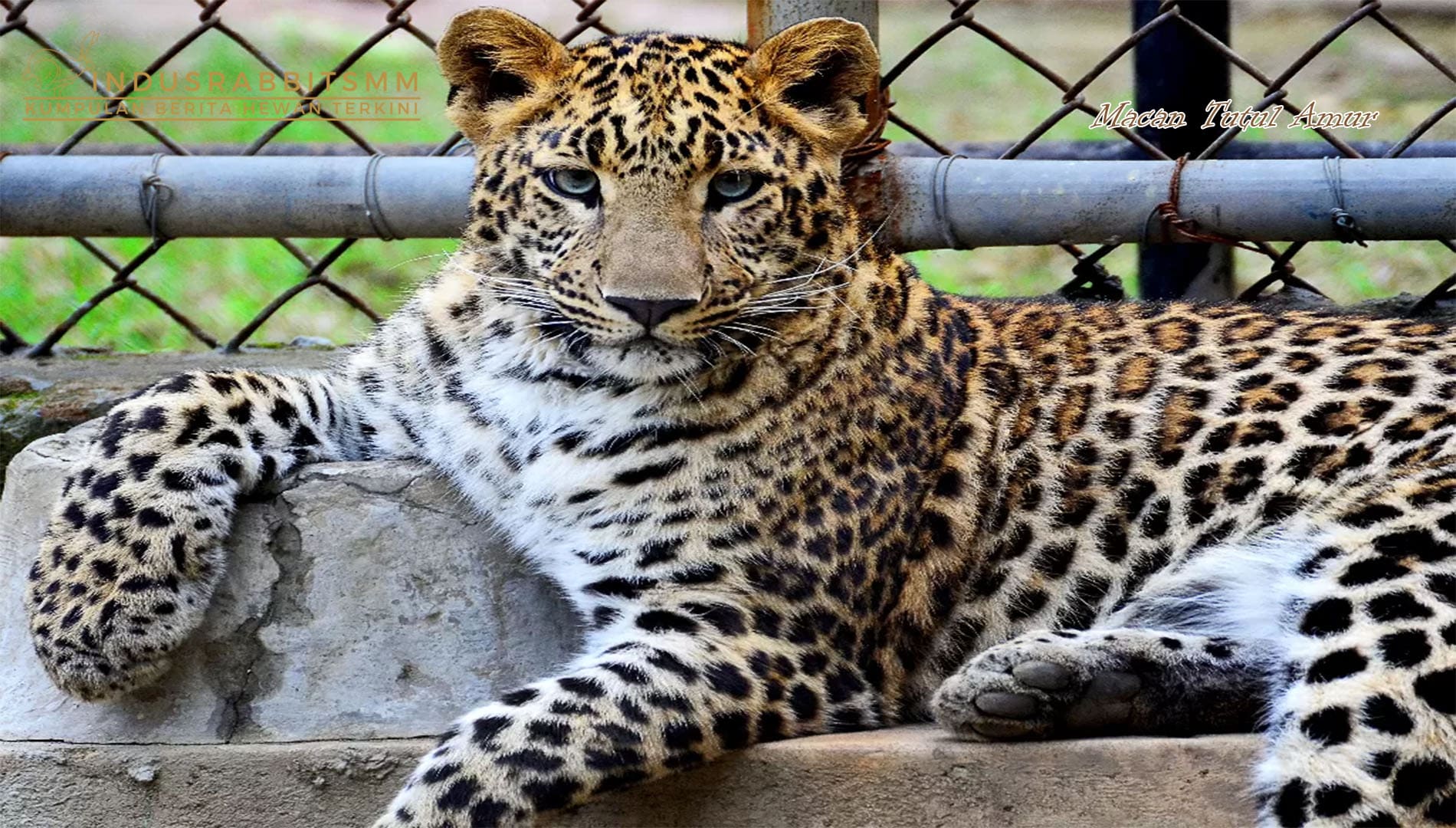 Mengenal Lebih Dekat Macan Tutul Amur: Hewan Terancam Punah