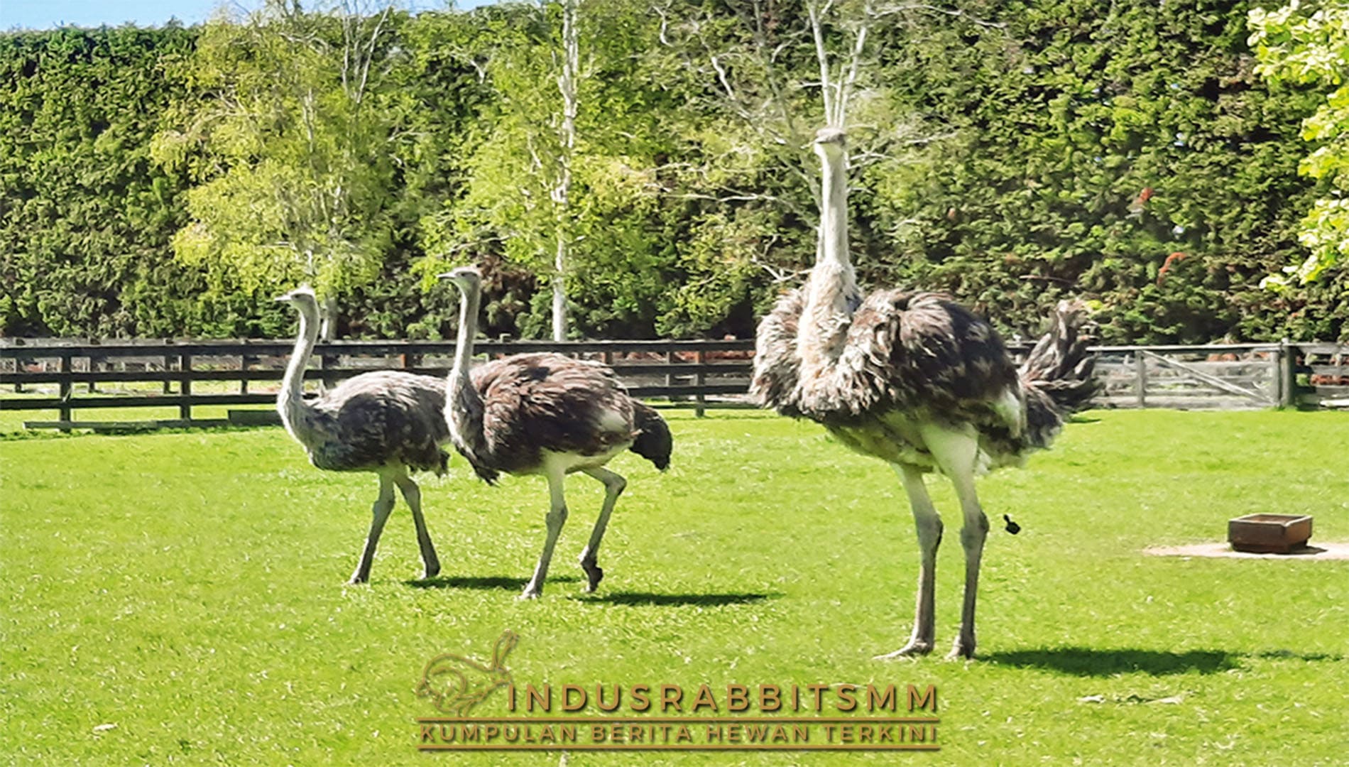 The Miracle of the Ostrich: Nature's Flightless Giants