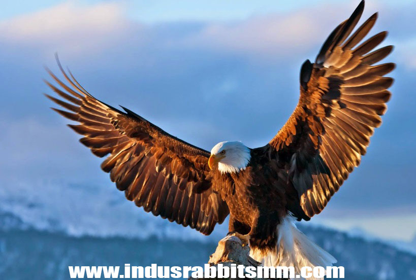 The Legend Of Garuda: From Mythical Bird to National Emblem ...