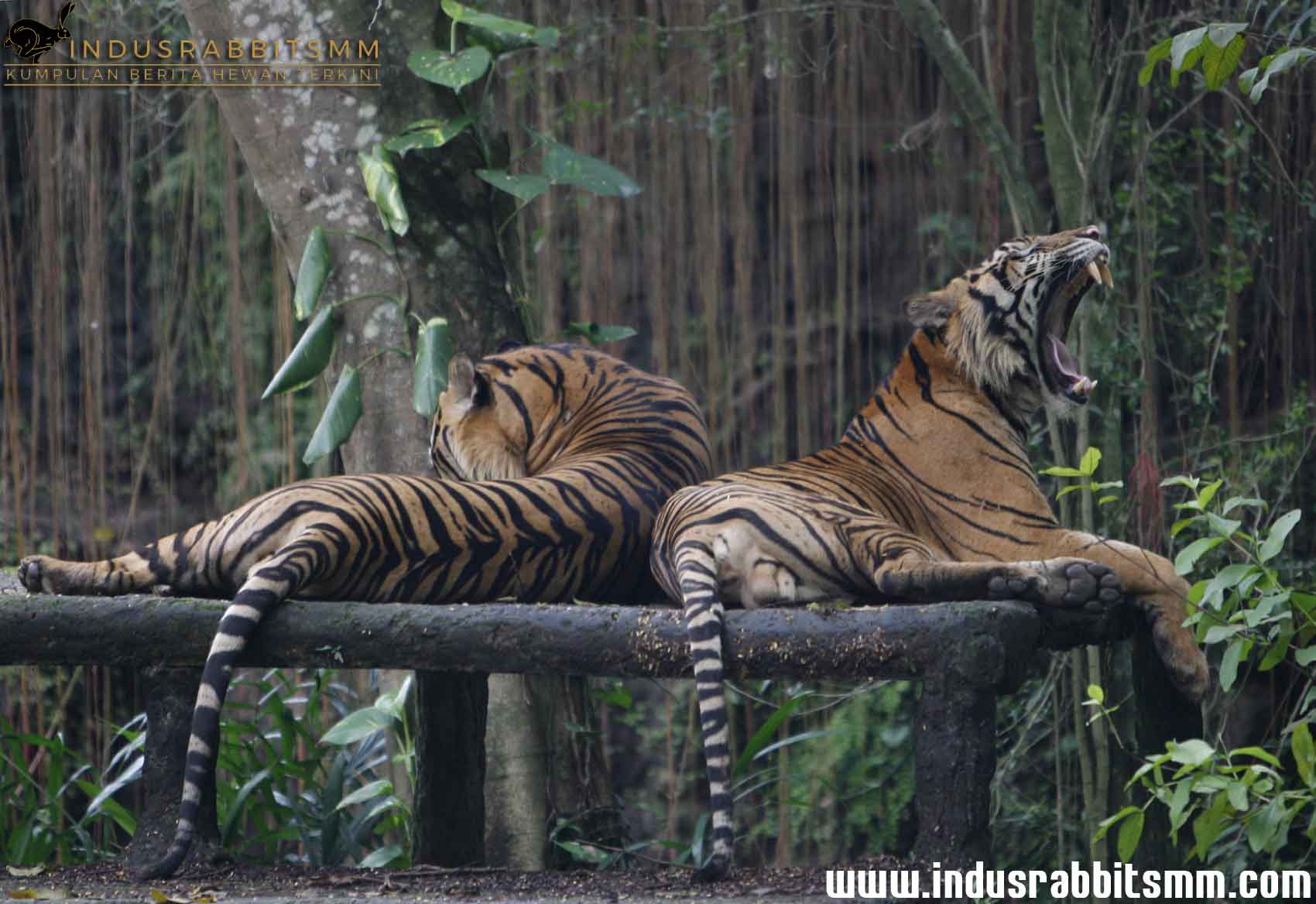 Cerita Harimau Sumatra: Sang Raja Hutan Terancam Punah - INDUSRABBITSMM