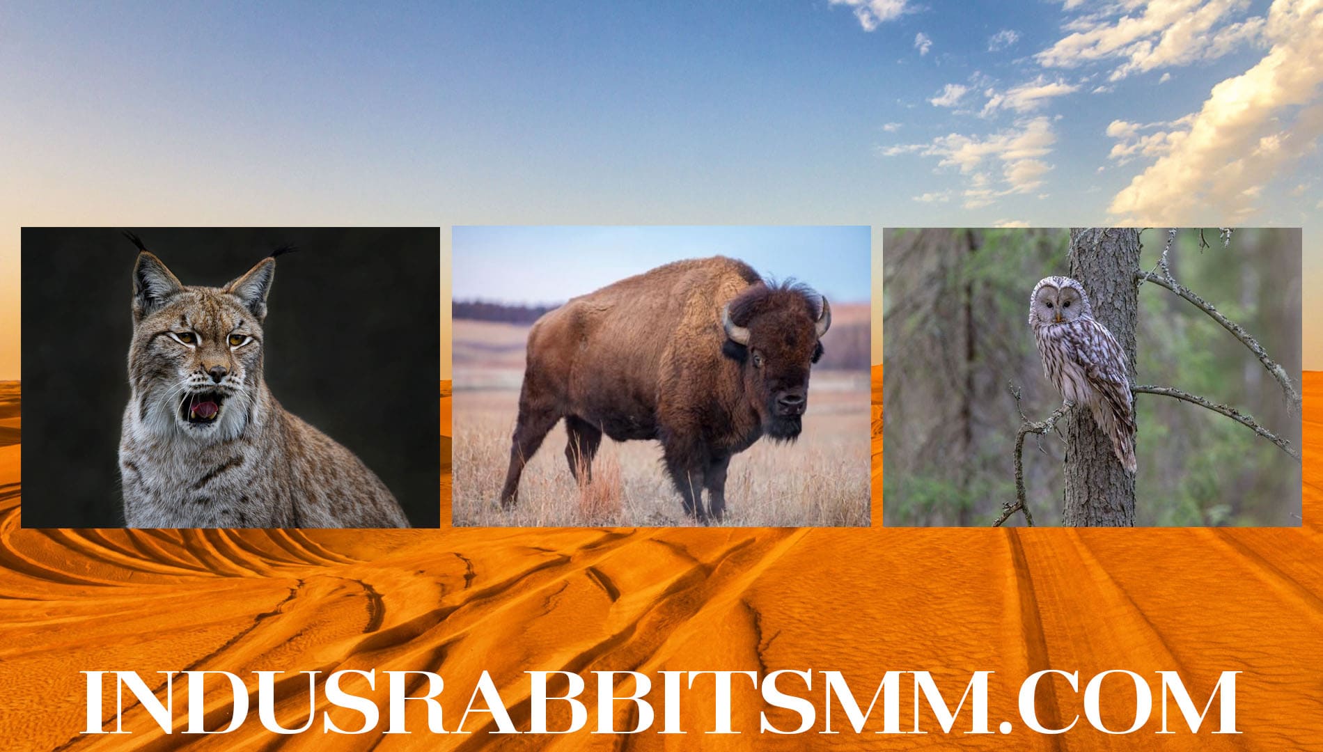 3 Hewan Asli Negara Republik Ceko