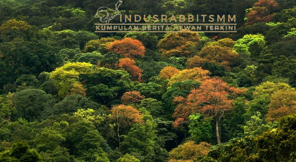 Habitat Hutan: Strategi Melindungi Ekosistem Biodiversitas - INDUSRABBITSMM