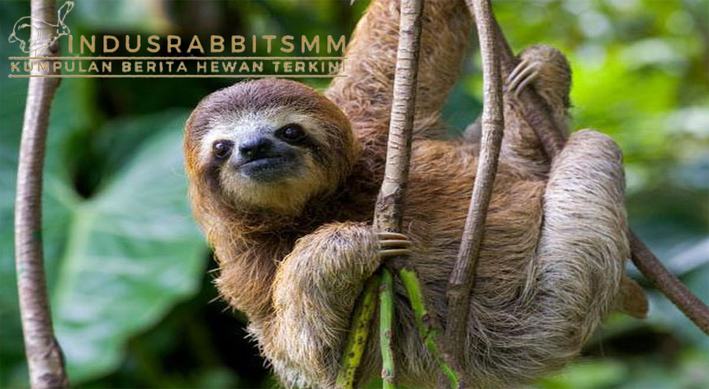 Konservasi Kungkang: Upaya Penyelamatan Spesies - INDUSRABBITSMM