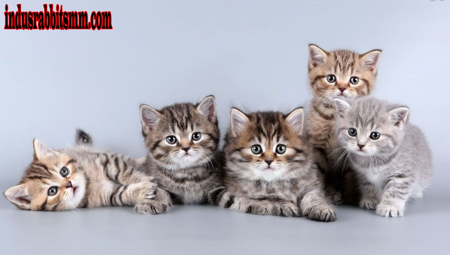 Jenis-jenis Kucing Ras dan Karakteristik Unik Mereka