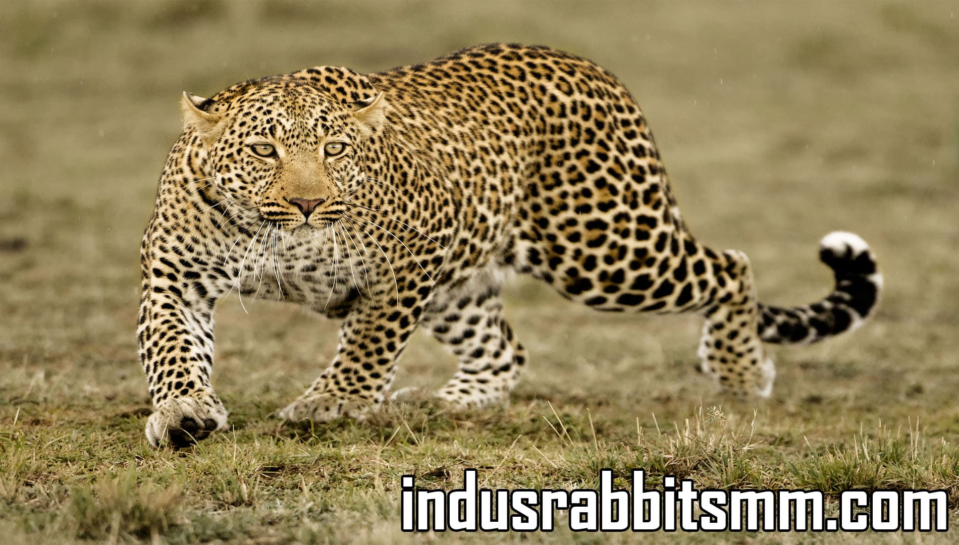 Leopard: Pemburu yang Tangkas dan Strategi Bertahannya di Alam