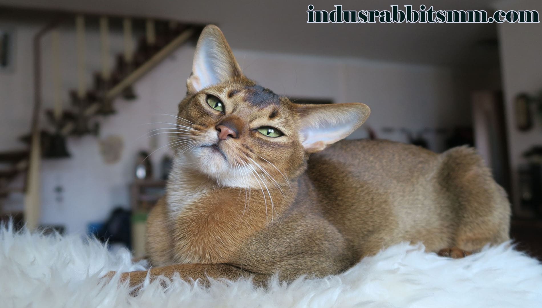 Abyssinian: Sejarah Kucing dengan Kecantikan Alami