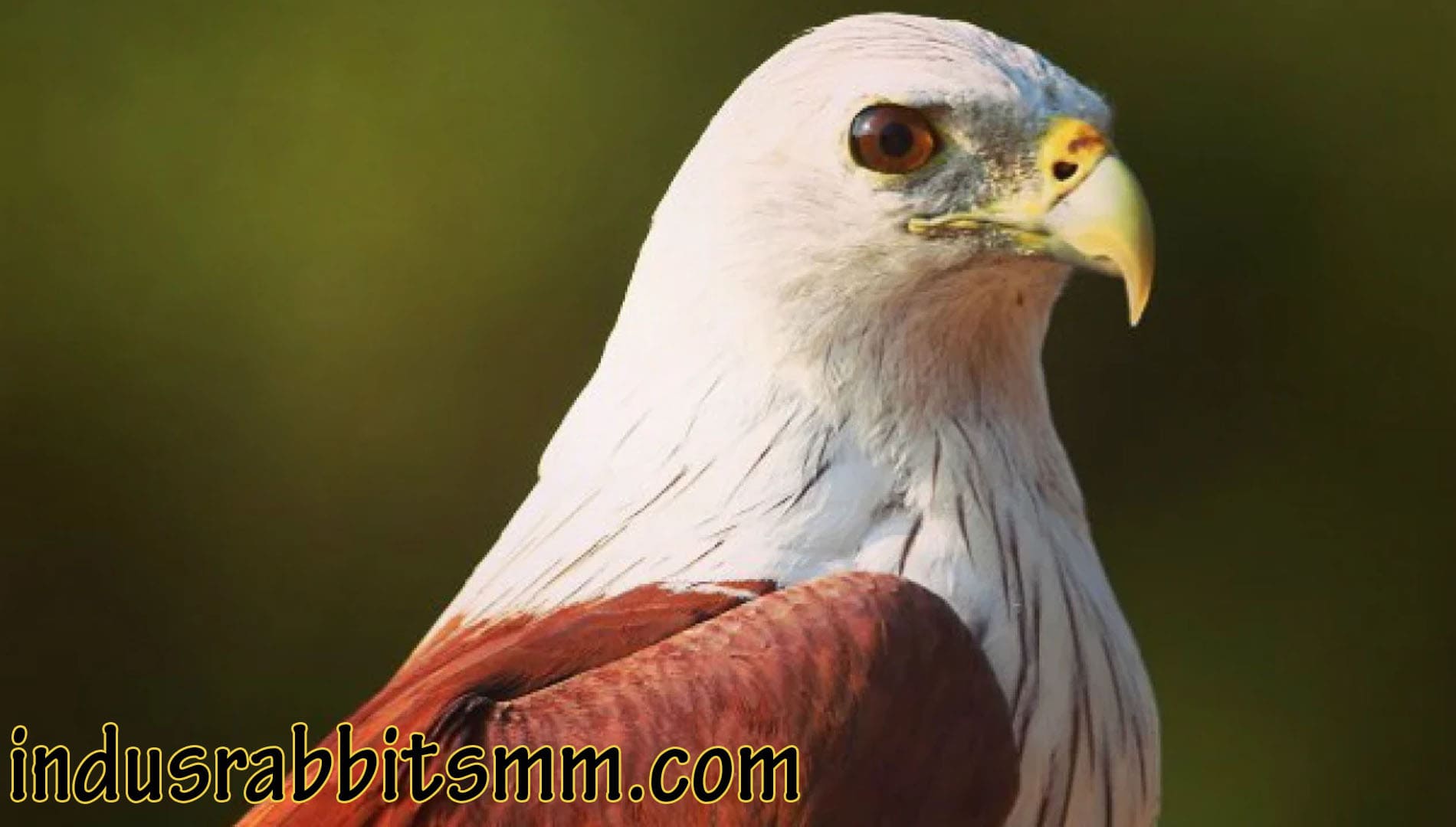 Mengenal Elang Bondol: Sang Penguasa Langit Nusantara