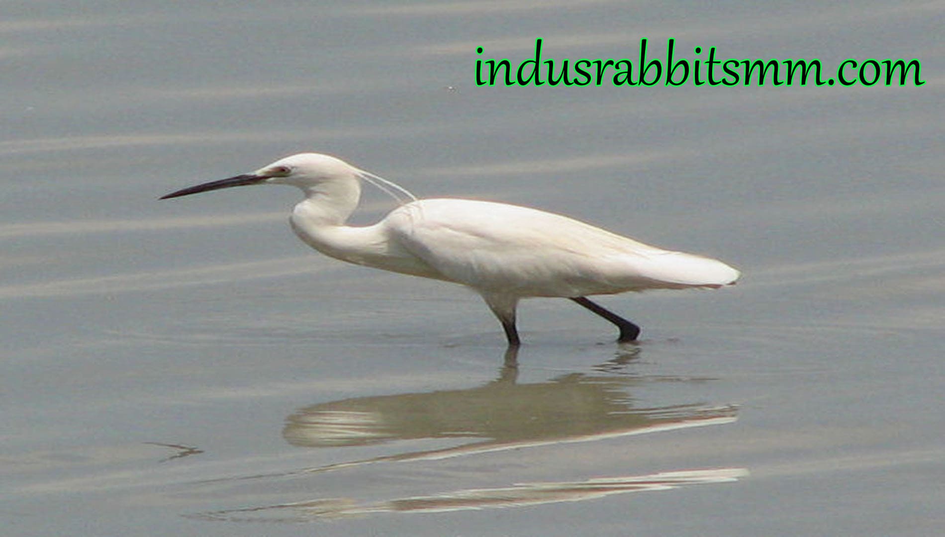 Burung Kuntul: Habitat, Kebiasaan, dan Karakteristiknya