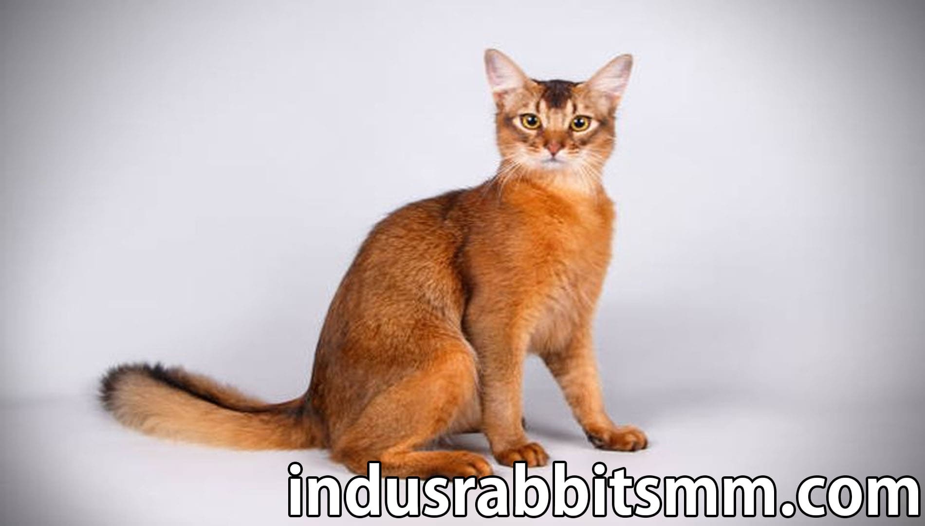 Kucing Somali: Keunikan dan Karakteristiknya Kucing Somali: Keunikan dan Karakteristiknya