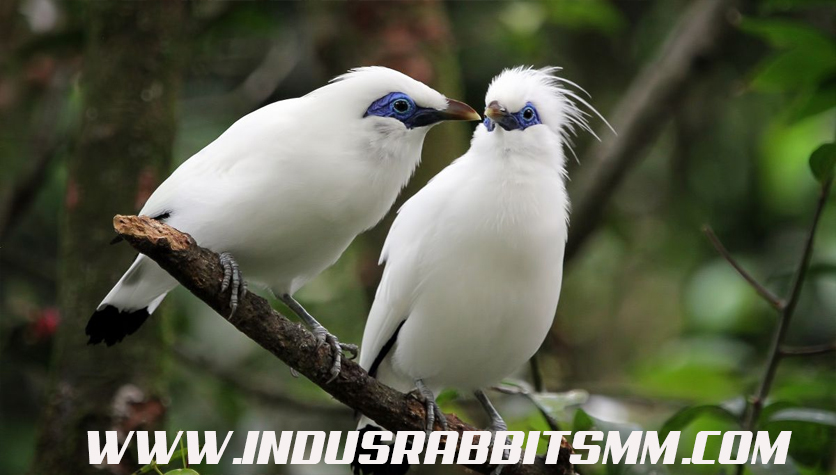 Fakta Menarik Burung Jalak Bali