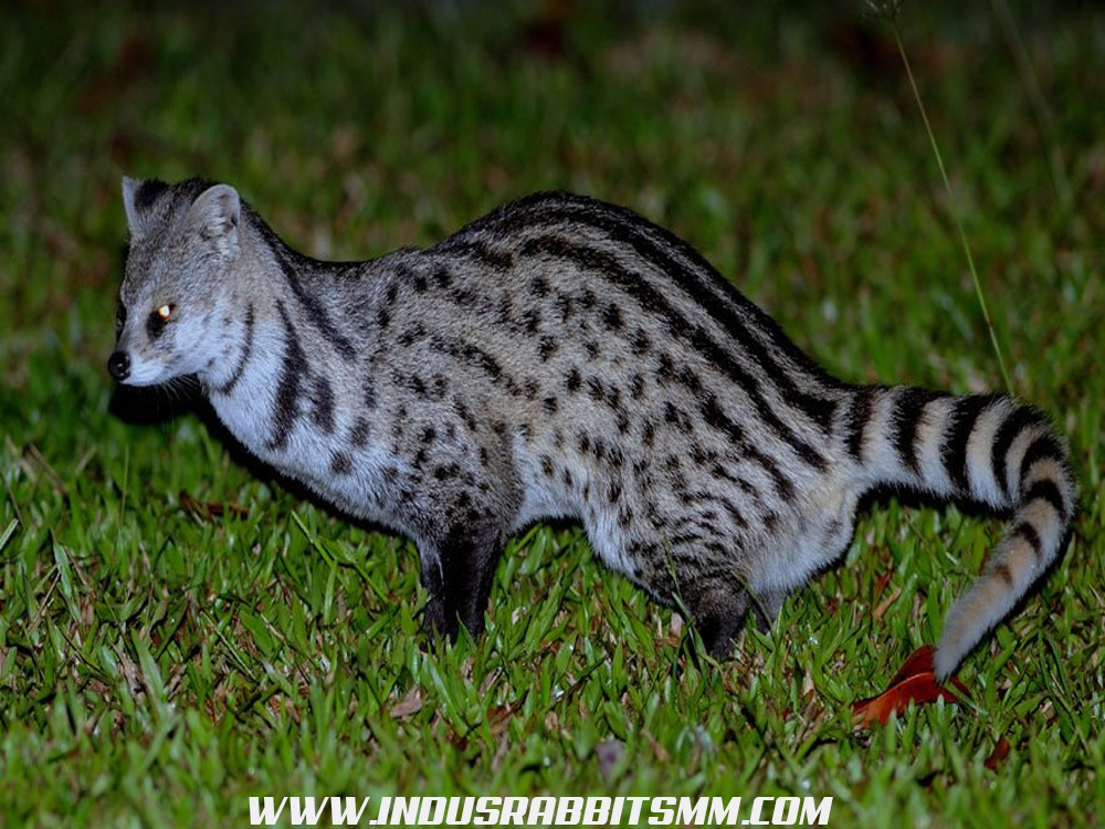 Mengenal Musang Congkok